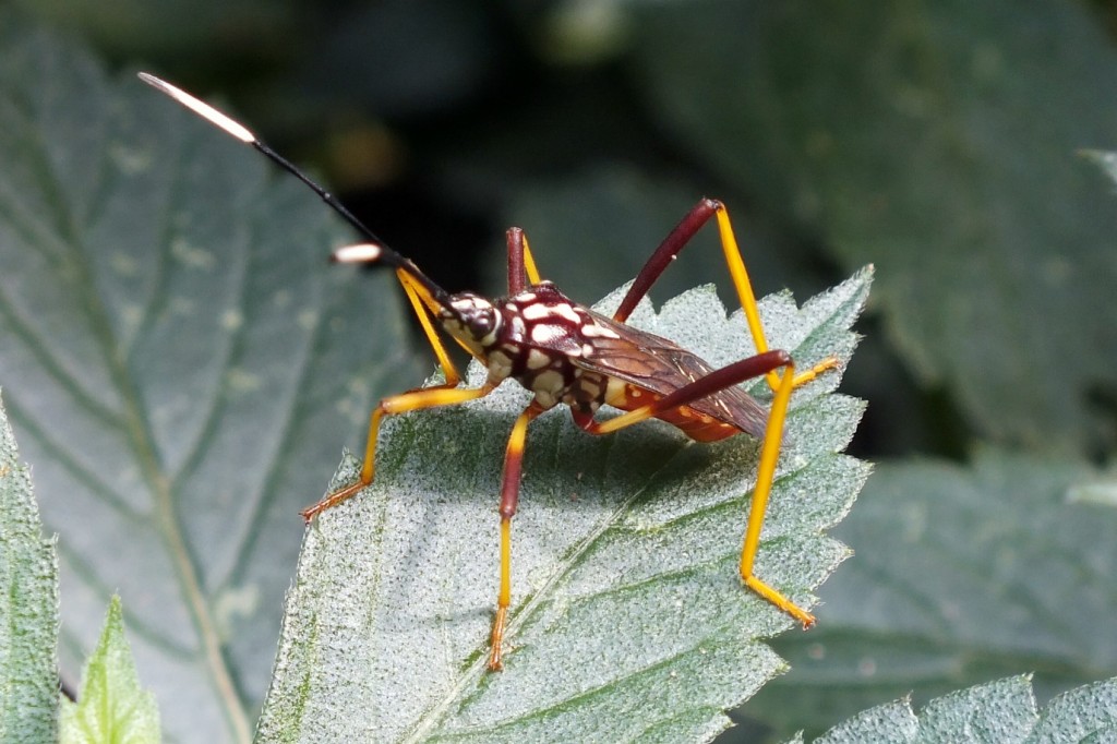 COREIDAE | Pybio Paraguay Biodiversidad