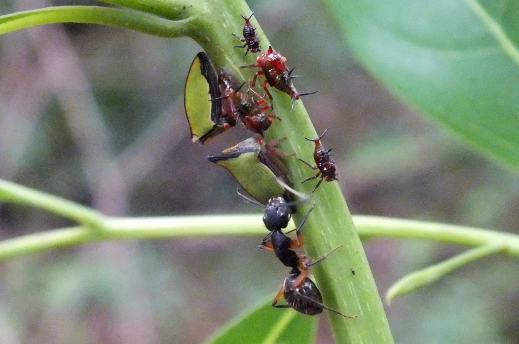 MEMBRACIDAE | Pybio Paraguay Biodiversidad