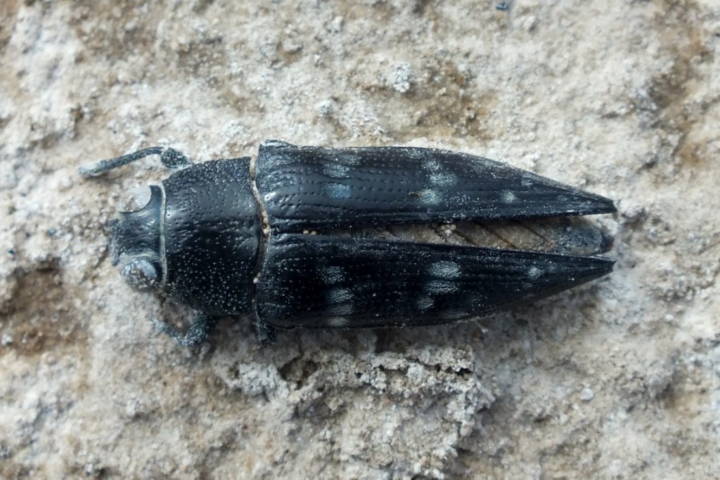 BUPRESTIDAE | Pybio Paraguay Biodiversidad