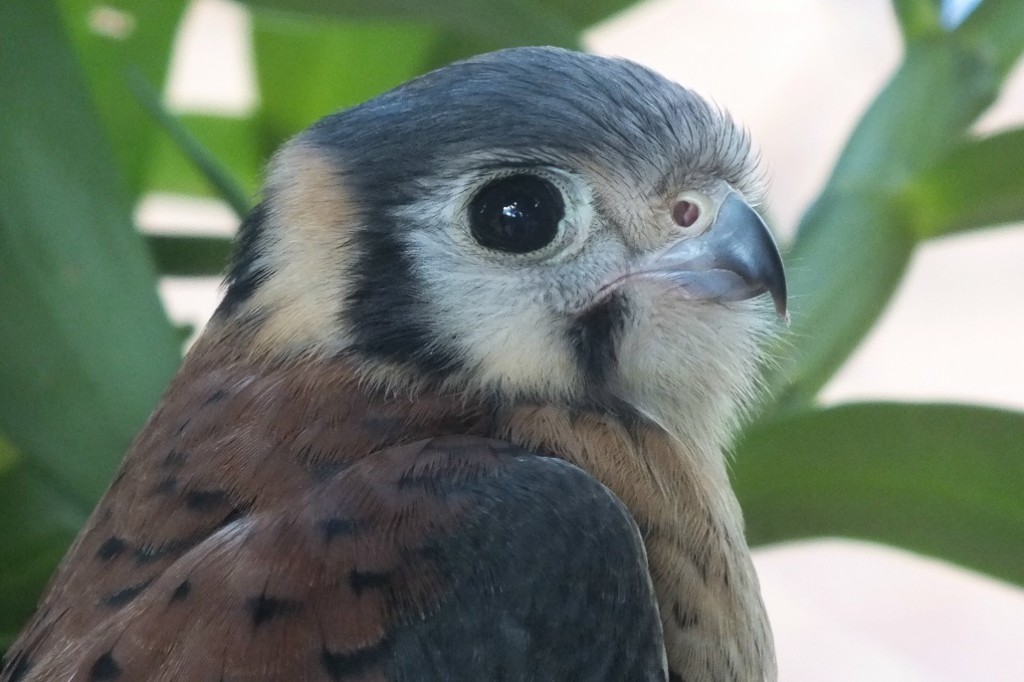 FALCONIDAE | Pybio Paraguay Biodiversidad