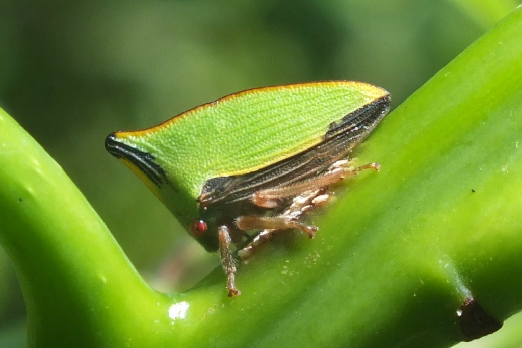 MEMBRACIDAE | Pybio Paraguay Biodiversidad