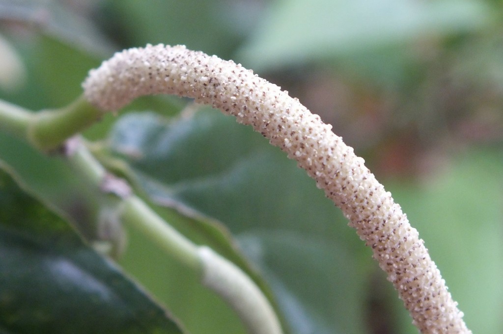 PIPERACEAE | Pybio Paraguay Biodiversidad
