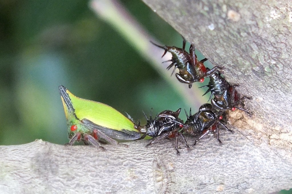 MEMBRACIDAE | Pybio Paraguay Biodiversidad