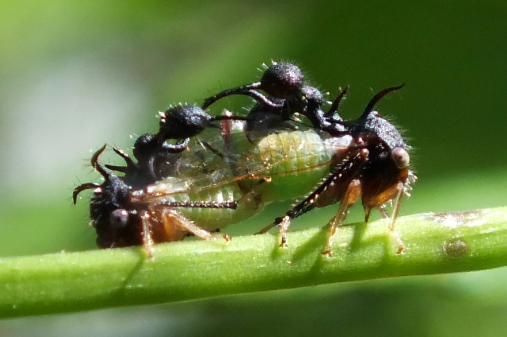 MEMBRACIDAE | Pybio Paraguay Biodiversidad