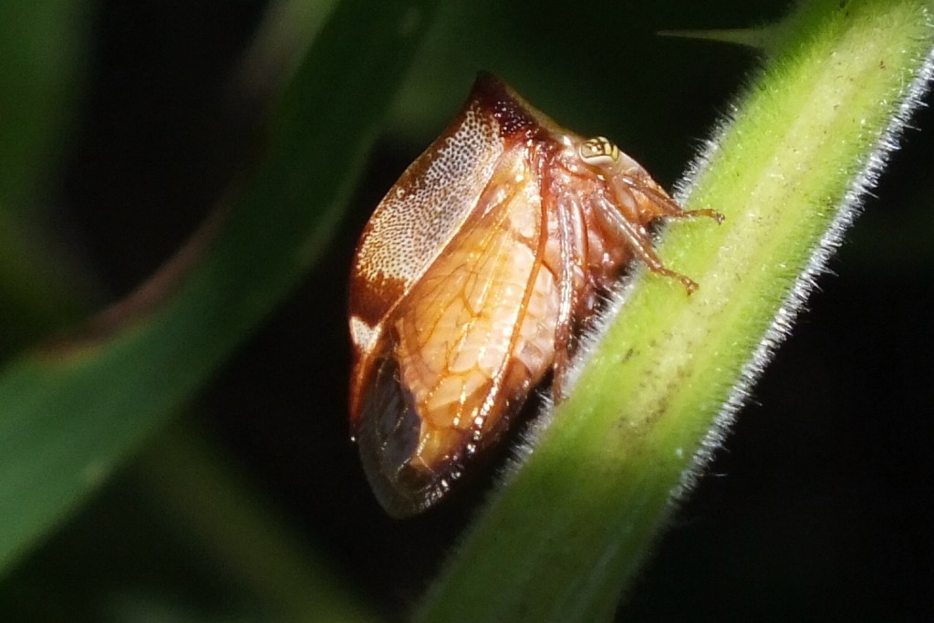 MEMBRACIDAE | Pybio Paraguay Biodiversidad