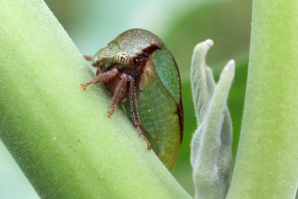 MEMBRACIDAE | Pybio Paraguay Biodiversidad