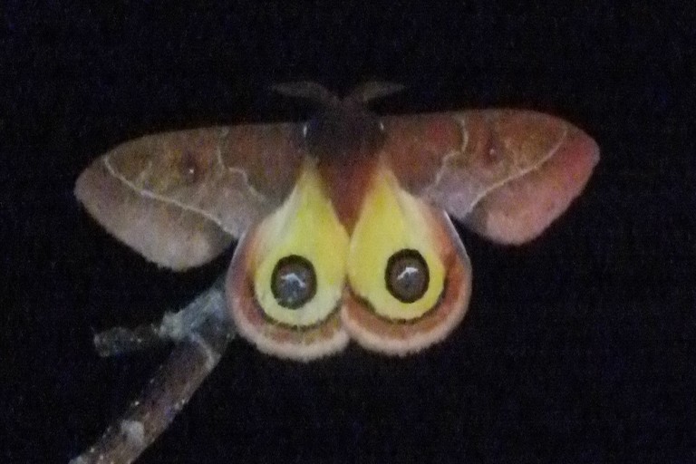 Automeris | Pybio Paraguay Biodiversidad