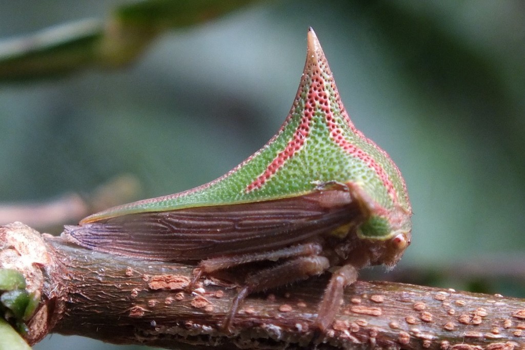 MEMBRACIDAE | Pybio Paraguay Biodiversidad