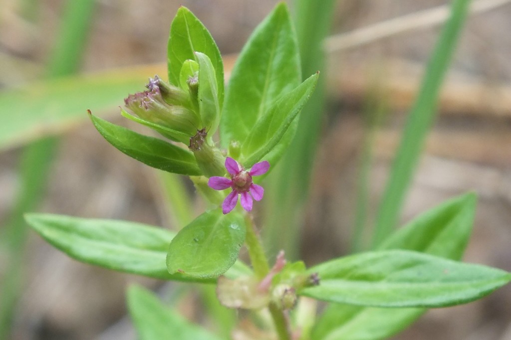 LYTHRACEAE | Pybio Paraguay Biodiversidad