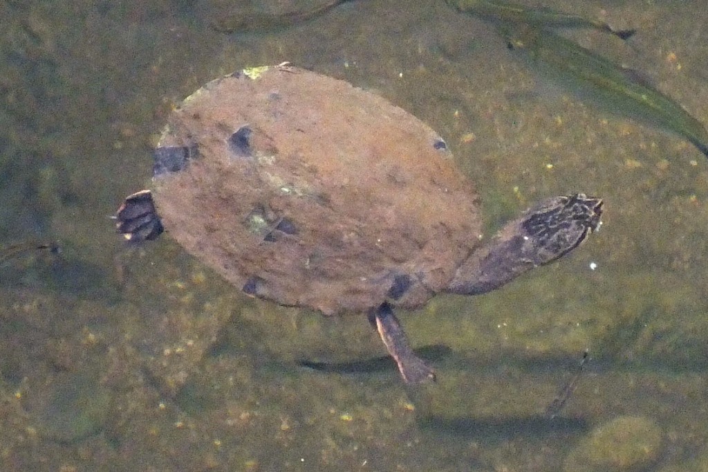 TESTUDINES | Pybio Paraguay Biodiversidad