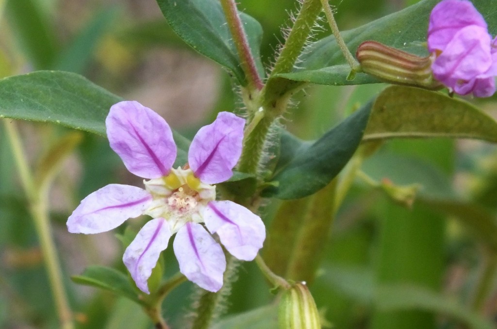 LYTHRACEAE | Pybio Paraguay Biodiversidad