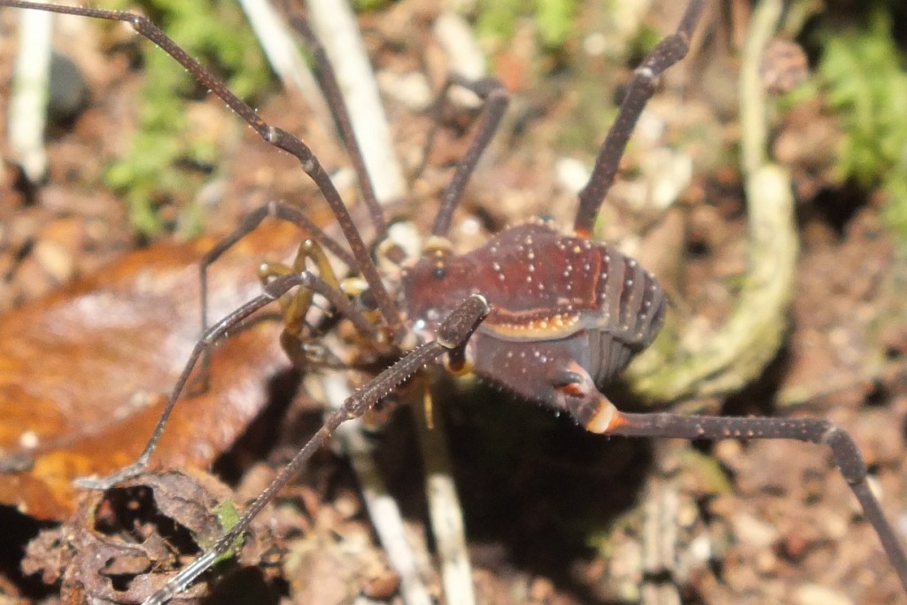 OPILIONES | Pybio Paraguay Biodiversidad