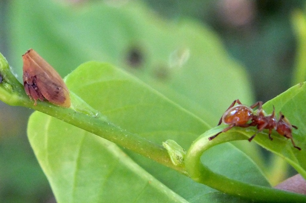 MEMBRACIDAE | Pybio Paraguay Biodiversidad