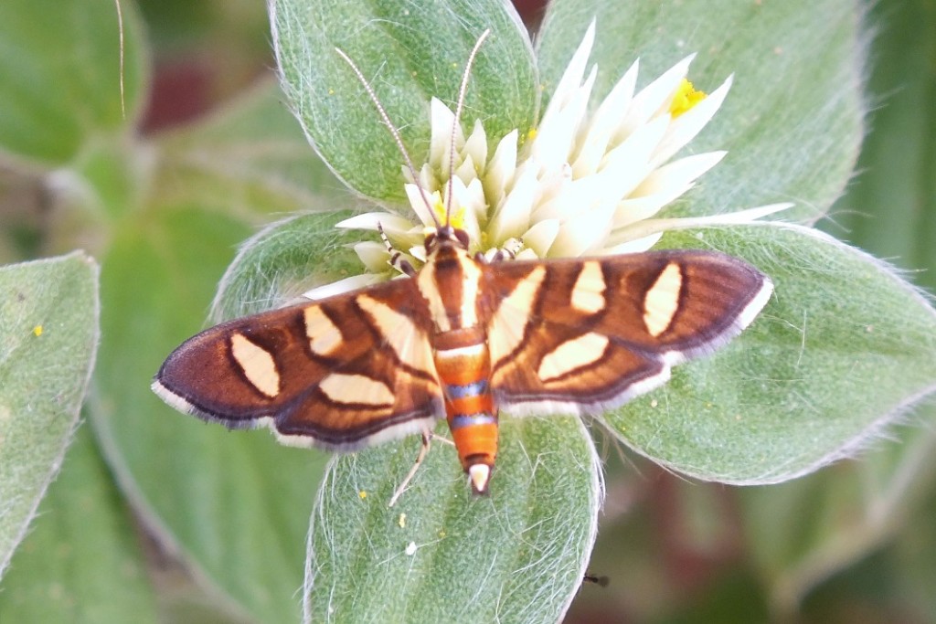 PYRALIDAE | Pybio Paraguay Biodiversidad