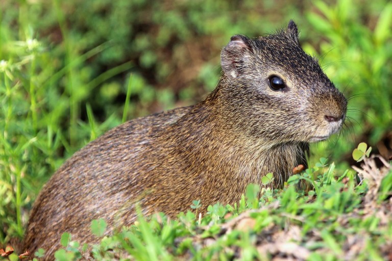 RODENTIA | Pybio Paraguay Biodiversidad