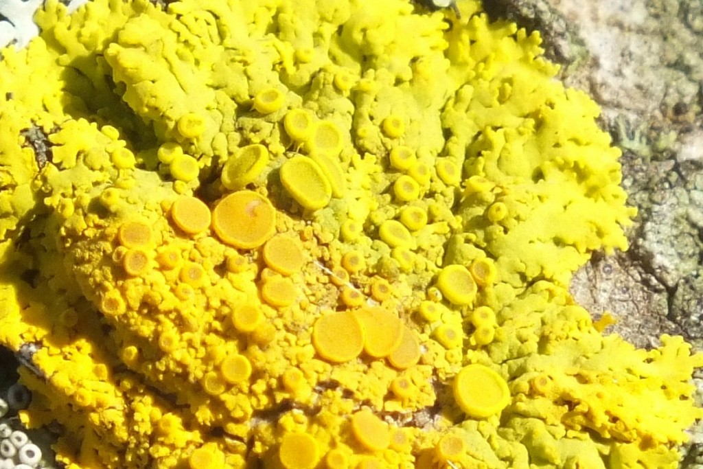LICHENES | Pybio Paraguay Biodiversidad