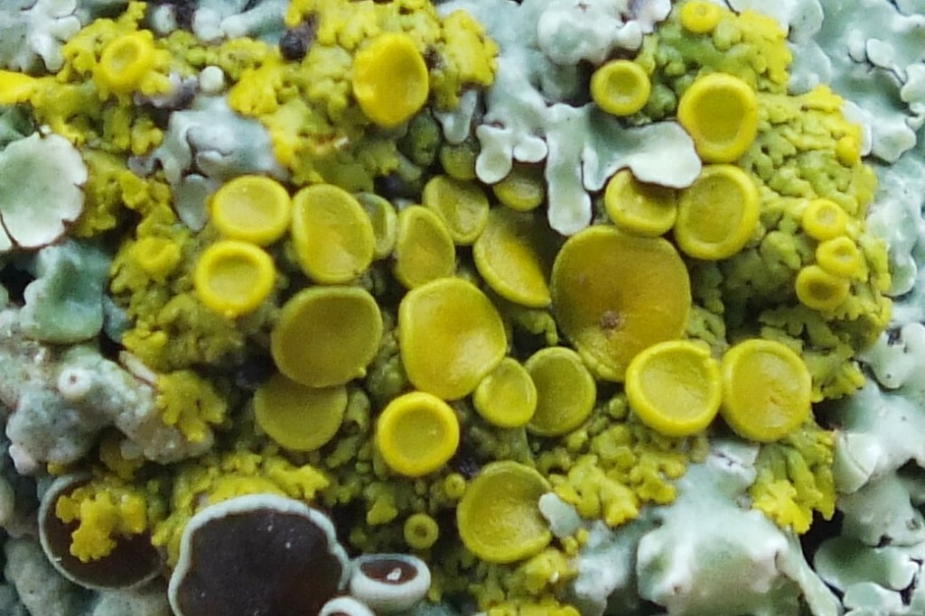 LICHENES | Pybio Paraguay Biodiversidad