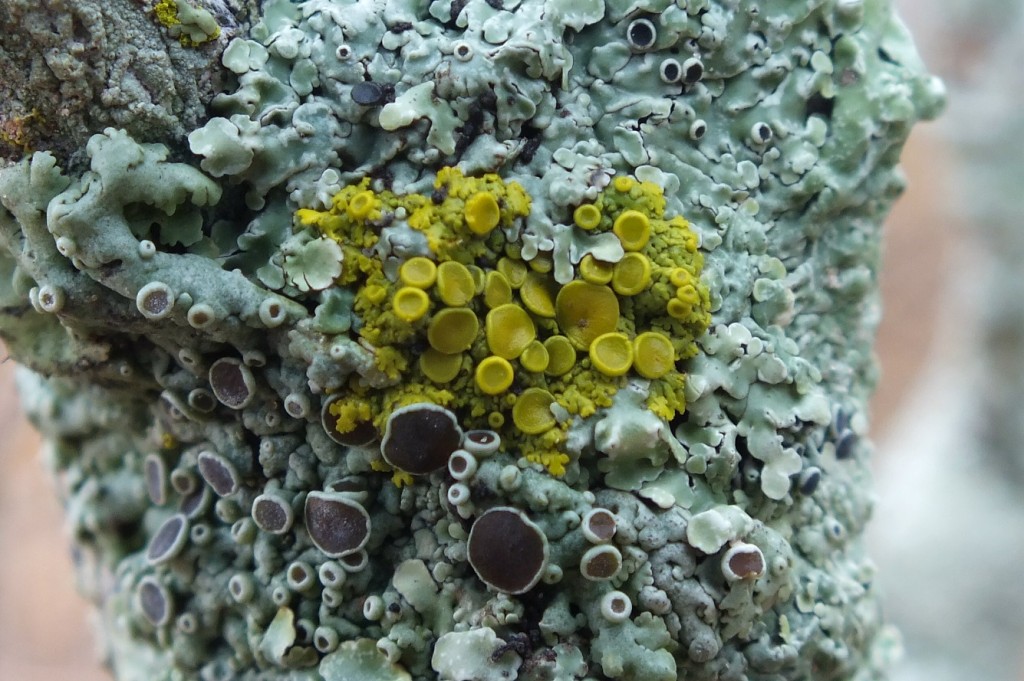 LICHENES | Pybio Paraguay Biodiversidad