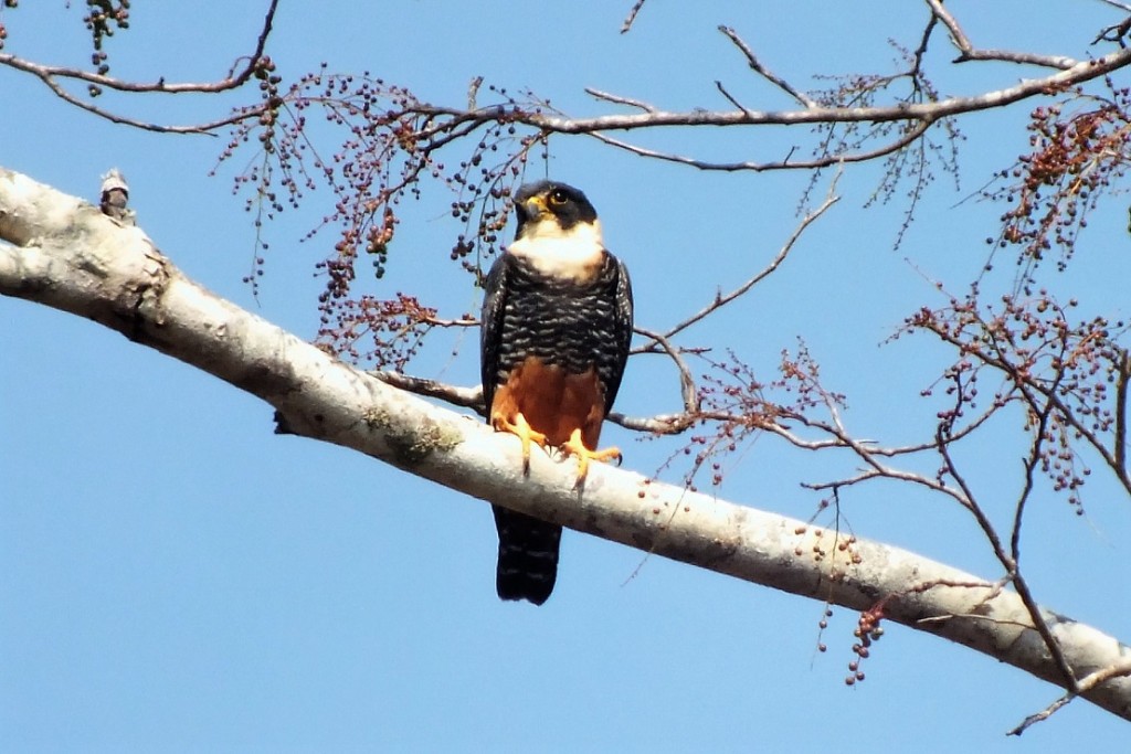 FALCONIDAE | Pybio Paraguay Biodiversidad