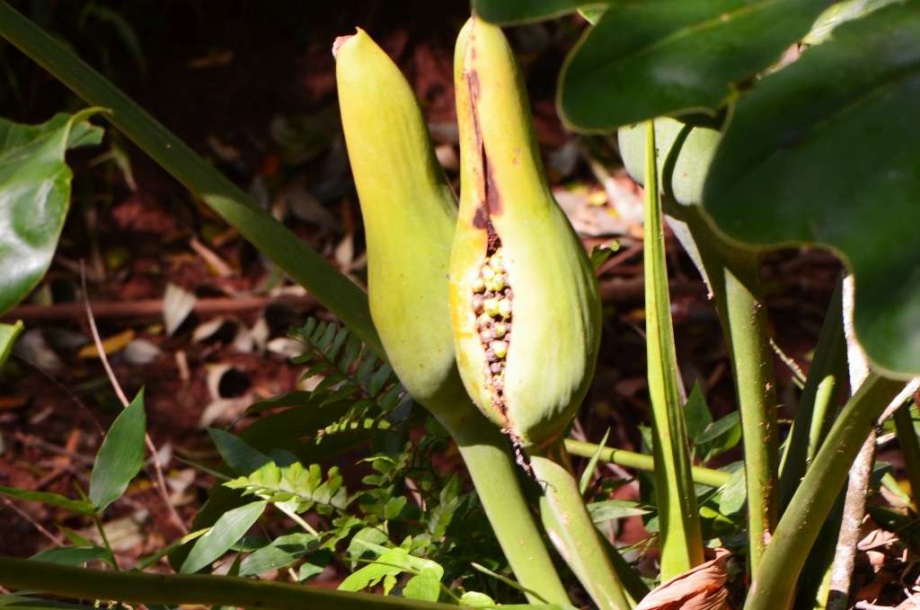 ARACEAE | Pybio Paraguay Biodiversidad