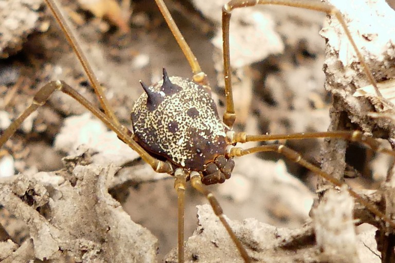 OPILIONES | Pybio Paraguay Biodiversidad