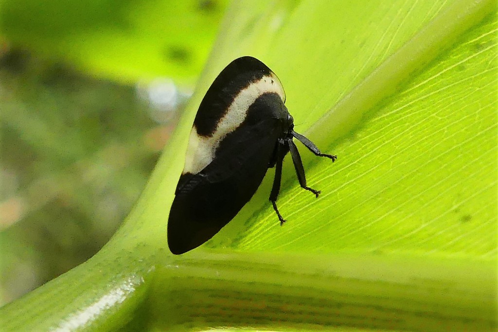 MEMBRACIDAE | Pybio Paraguay Biodiversidad
