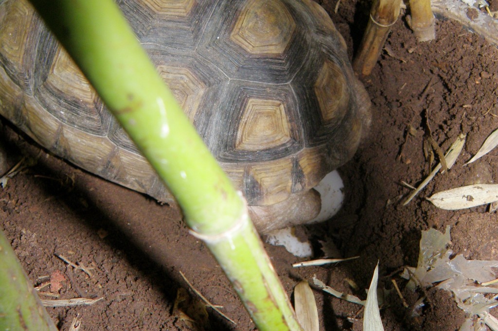 TESTUDINES | Pybio Paraguay Biodiversidad