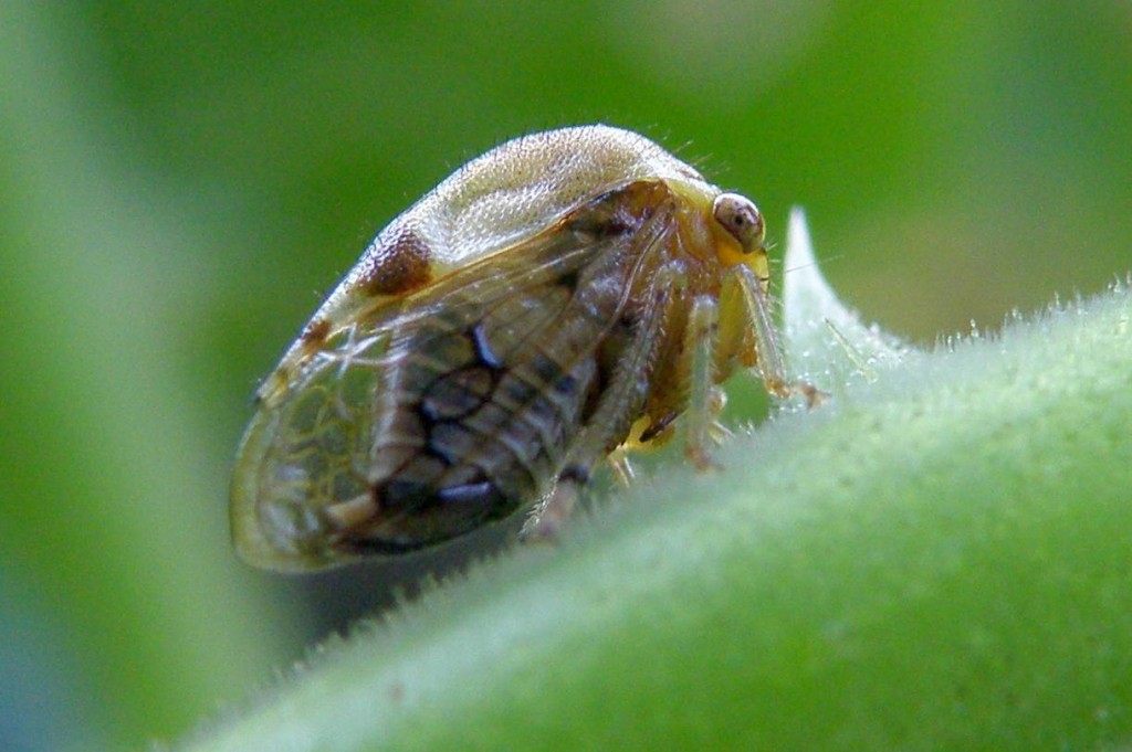 MEMBRACIDAE | Pybio Paraguay Biodiversidad