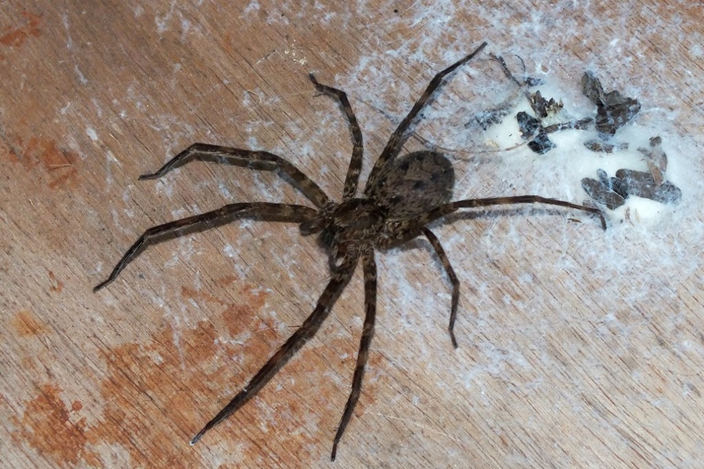 ARANEAE | Pybio Paraguay Biodiversidad
