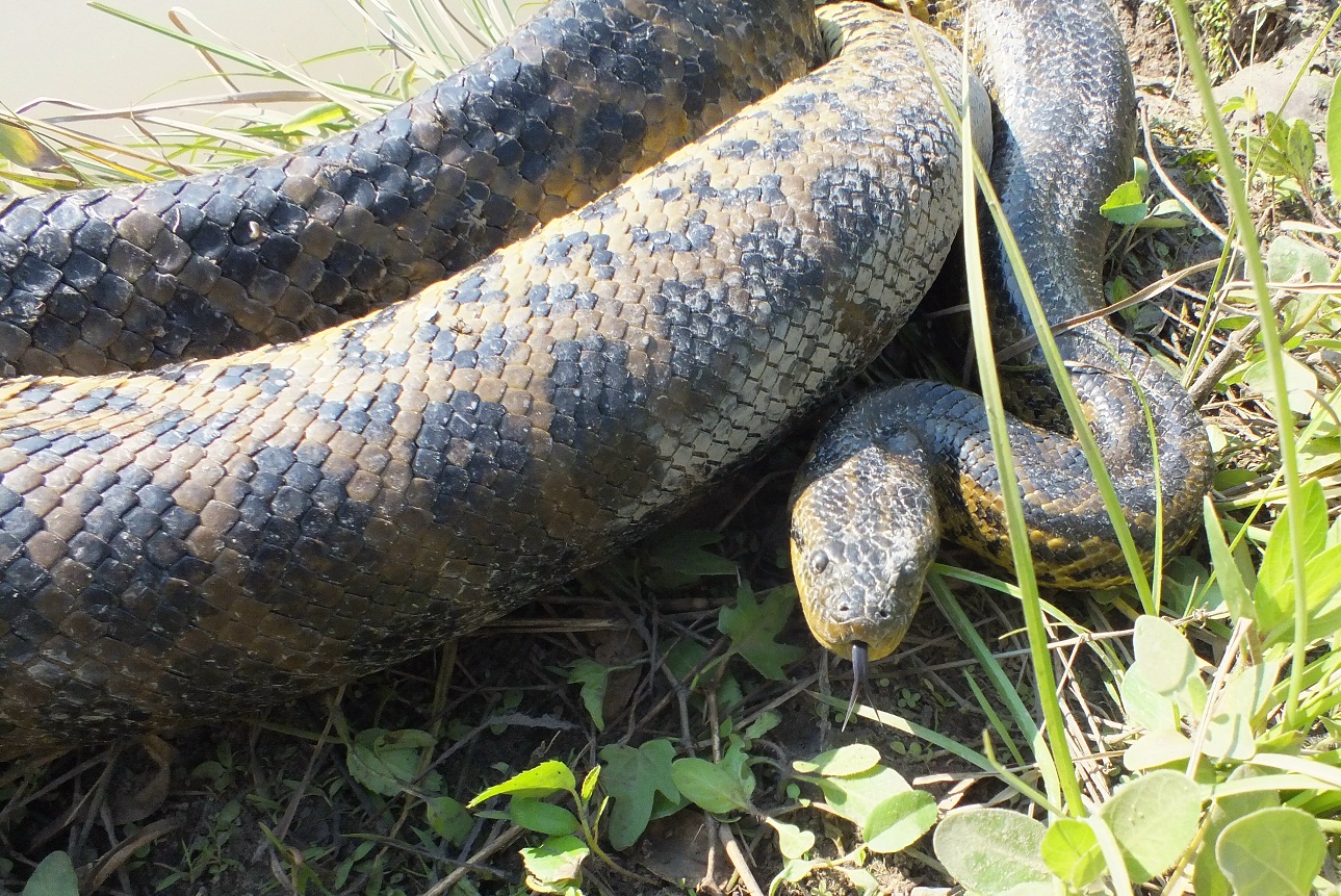 SERPENTES | Pybio Paraguay Biodiversidad