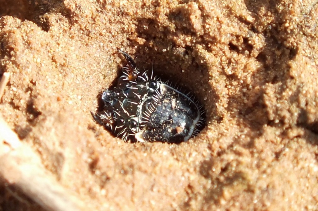 CICINDELINAE | Pybio Paraguay Biodiversidad