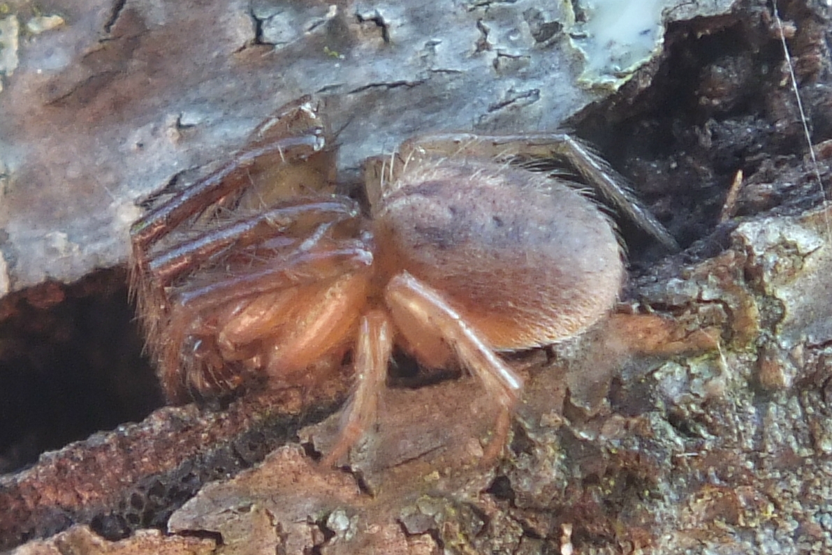 ARANEAE | Pybio Paraguay Biodiversidad