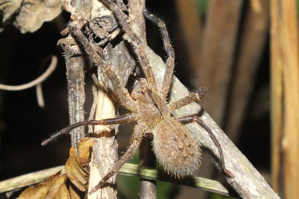 ARANEAE | Pybio Paraguay Biodiversidad