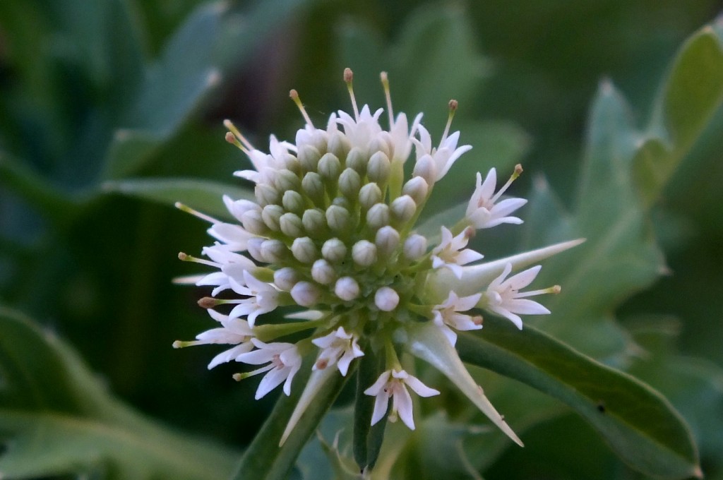 CALYCERACEAE | Pybio Paraguay Biodiversidad