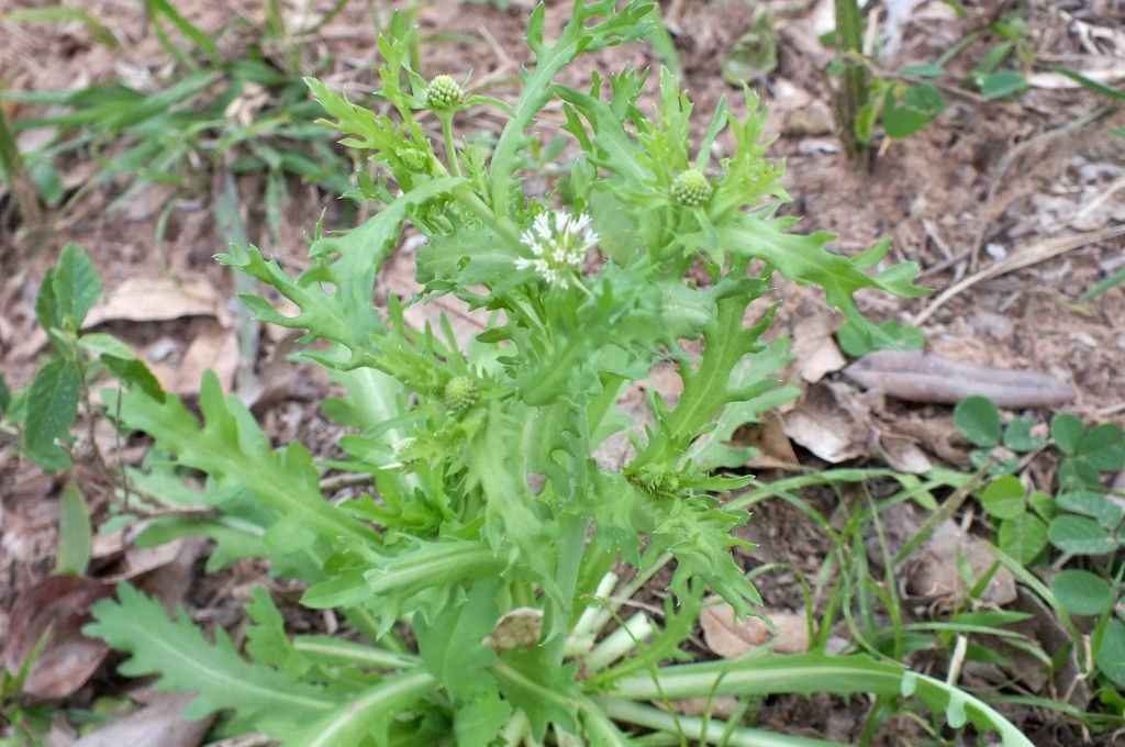 CALYCERACEAE | Pybio Paraguay Biodiversidad