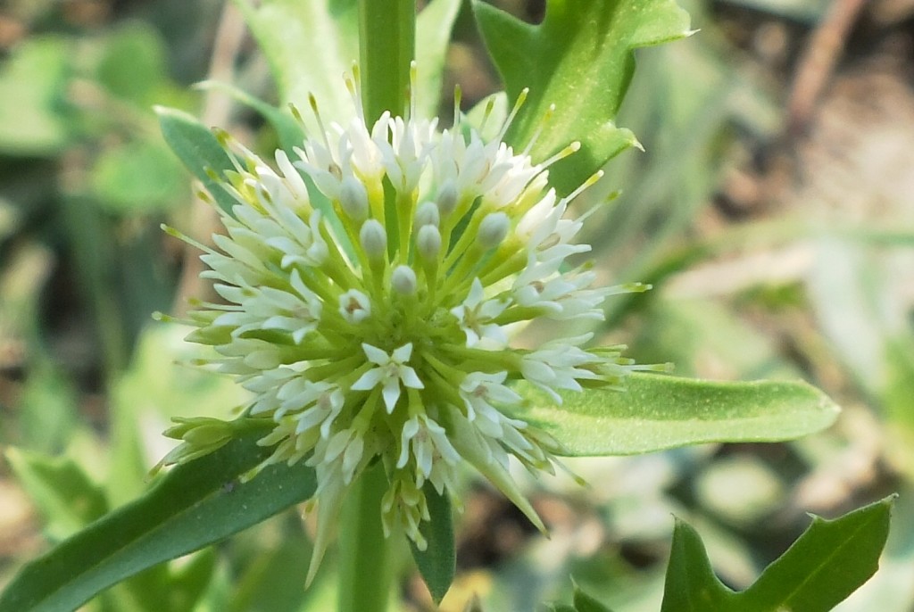 CALYCERACEAE | Pybio Paraguay Biodiversidad