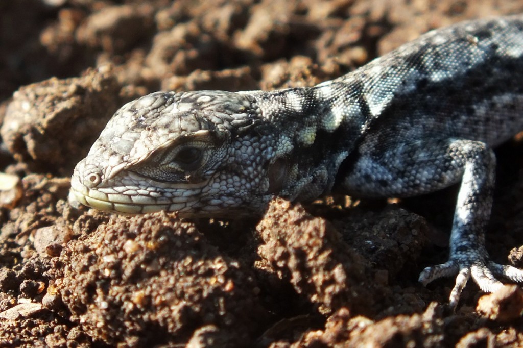 TROPIDURIDAE | Pybio Paraguay Biodiversidad