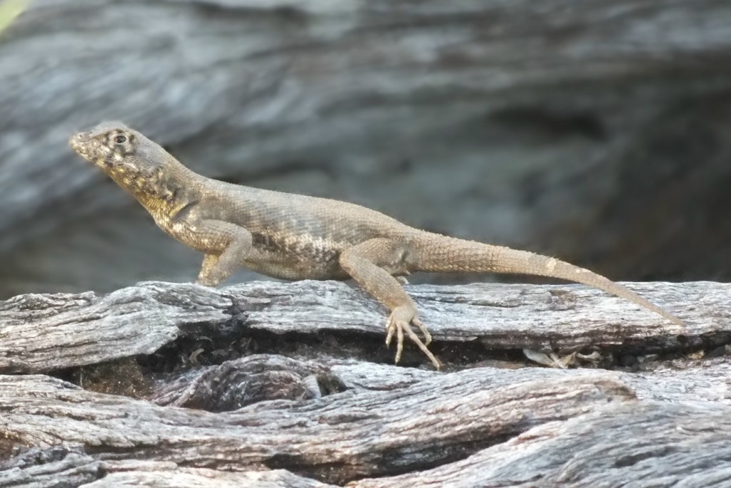 TROPIDURIDAE | Pybio Paraguay Biodiversidad