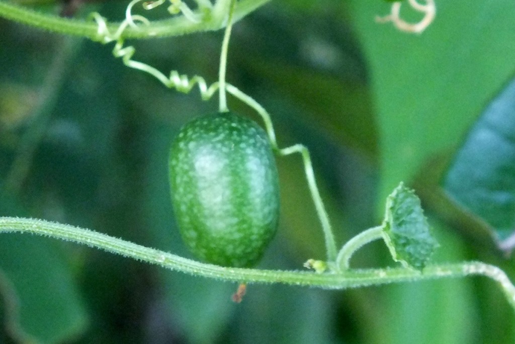 CUCURBITACEAE | Pybio Paraguay Biodiversidad