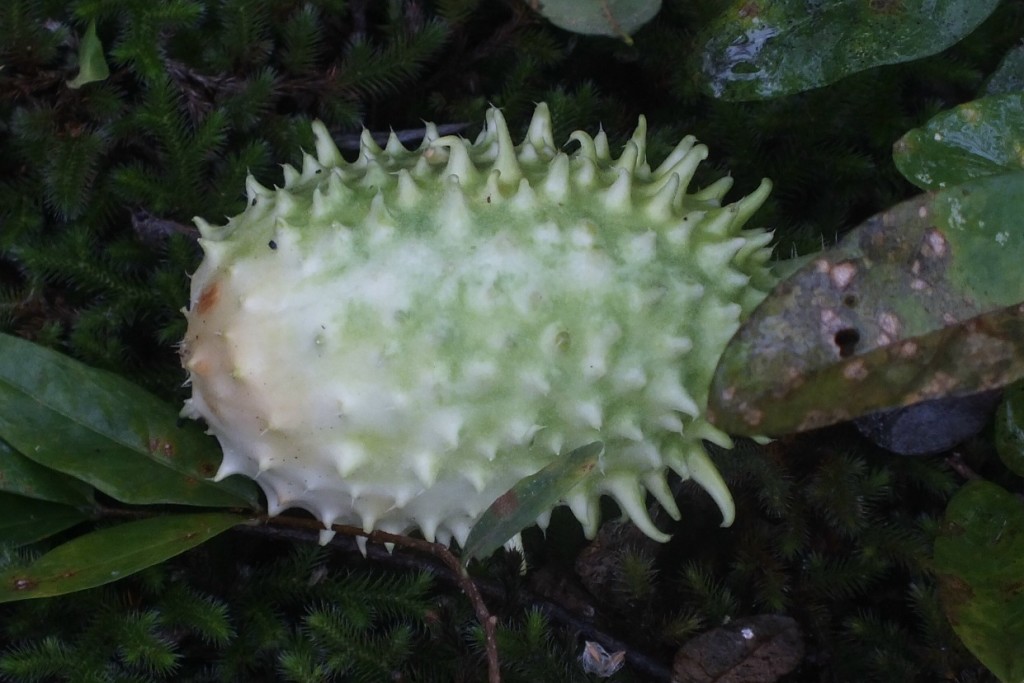 CUCURBITACEAE | Pybio Paraguay Biodiversidad