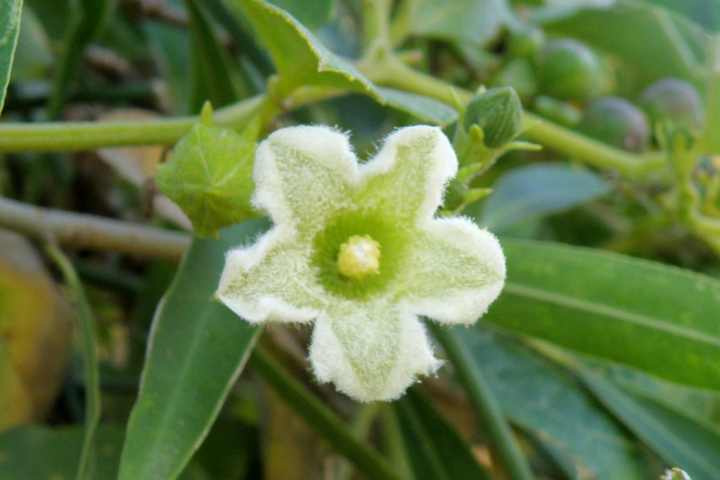 CUCURBITACEAE | Pybio Paraguay Biodiversidad