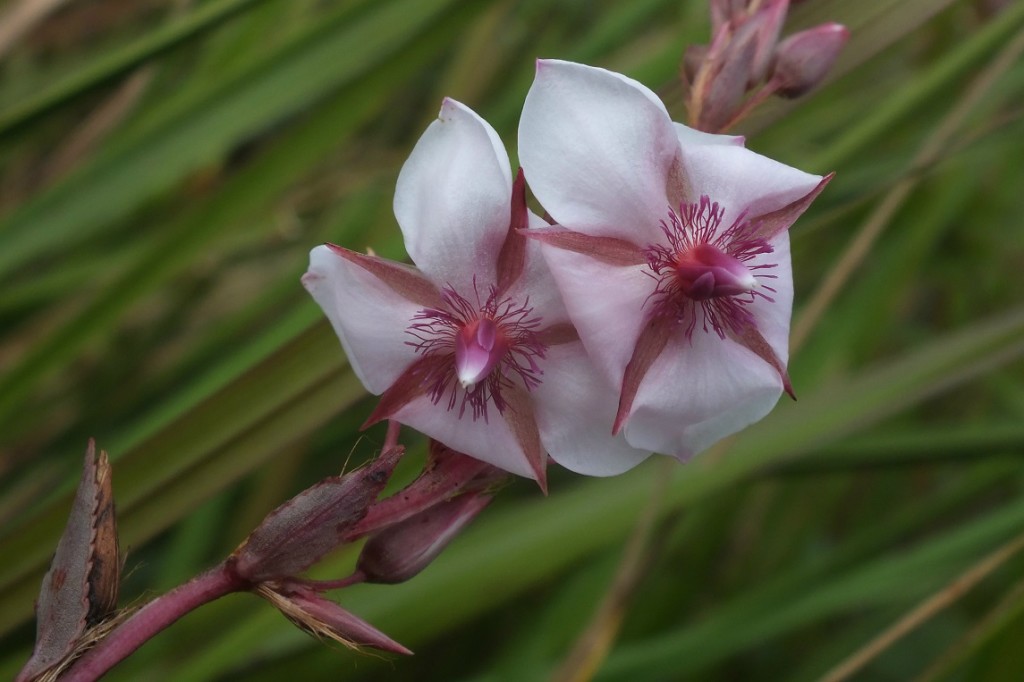 OCHNACEAE | Pybio Paraguay Biodiversidad