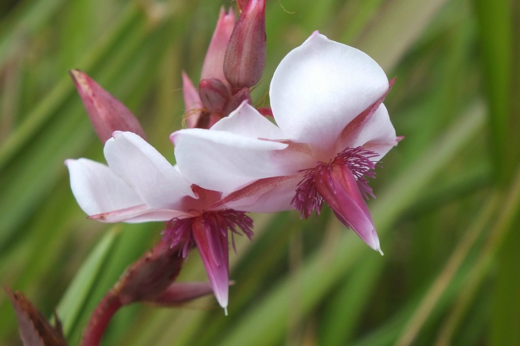 OCHNACEAE | Pybio Paraguay Biodiversidad