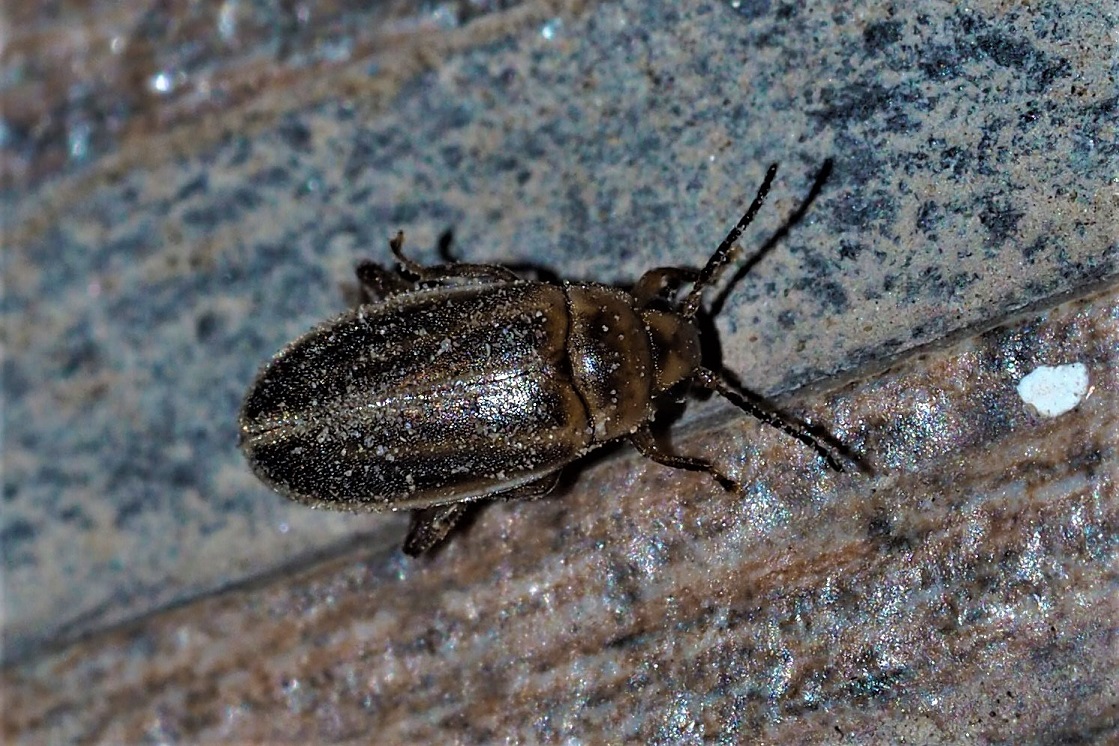 SCIRTIDAE | Pybio Paraguay Biodiversidad
