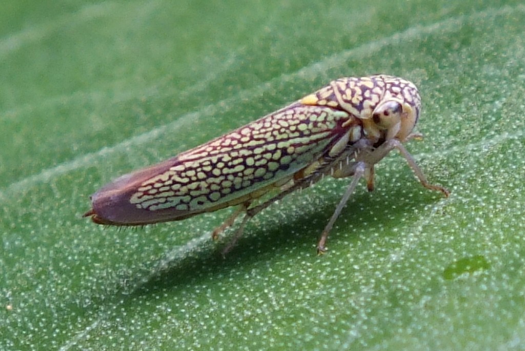 CICADELLIDAE | Pybio Paraguay Biodiversidad