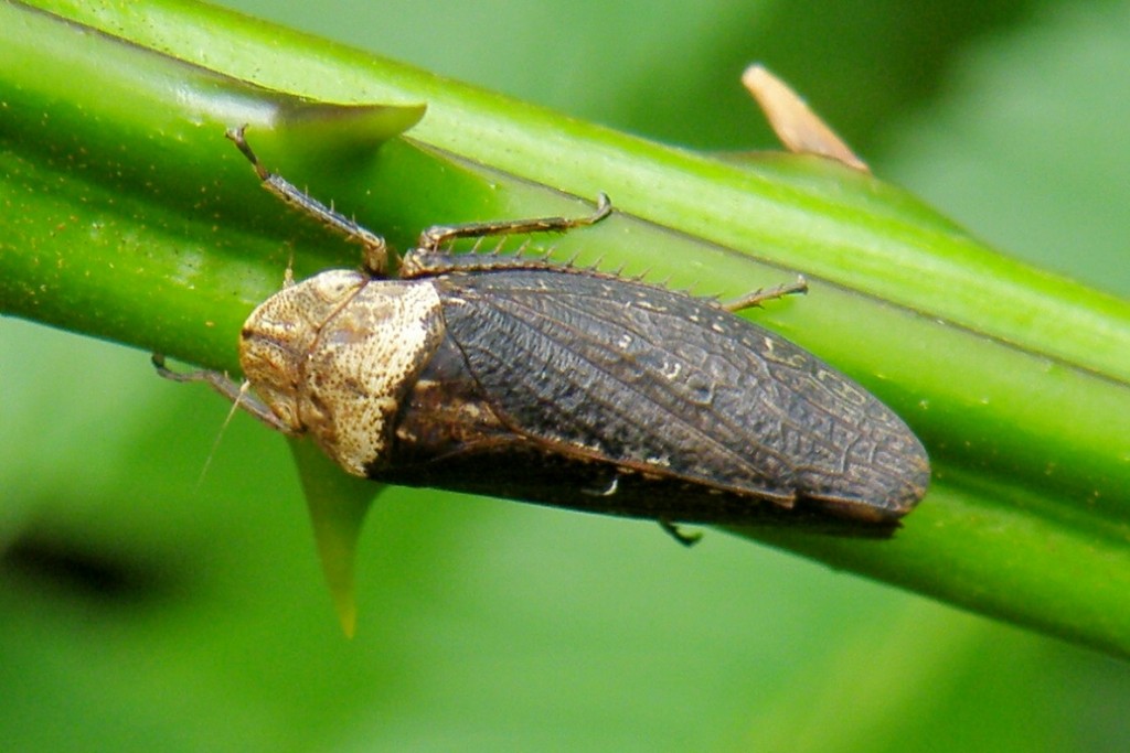 CICADELLIDAE | Pybio Paraguay Biodiversidad