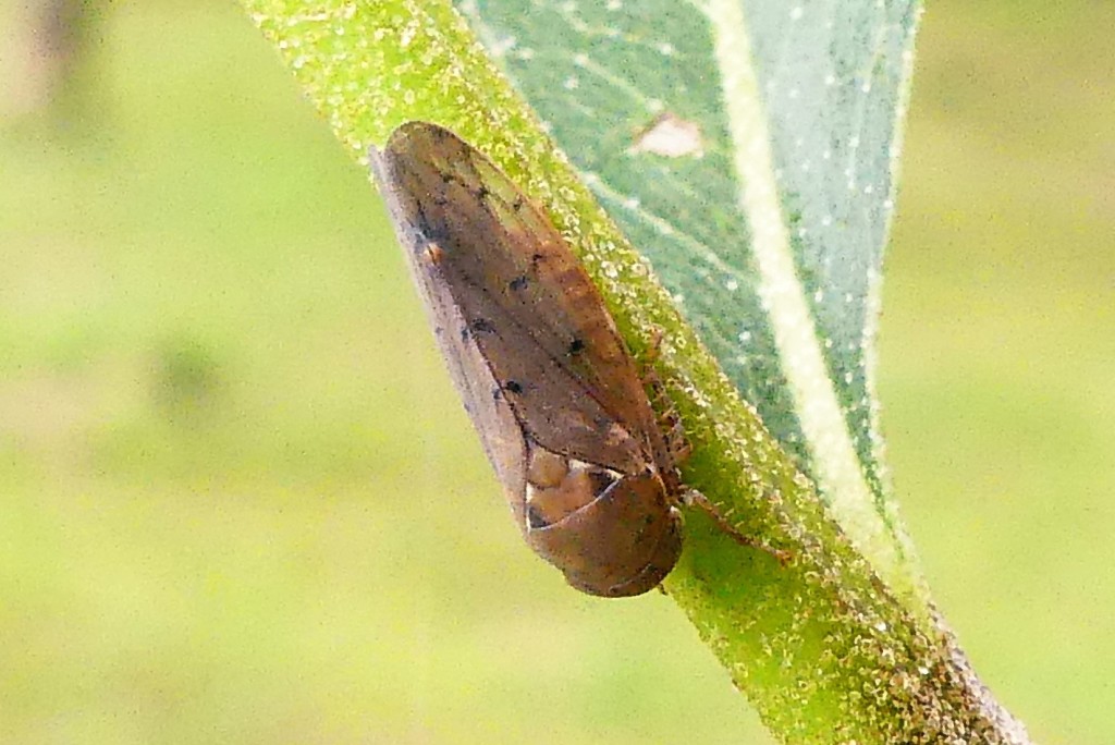 CICADELLIDAE | Pybio Paraguay Biodiversidad