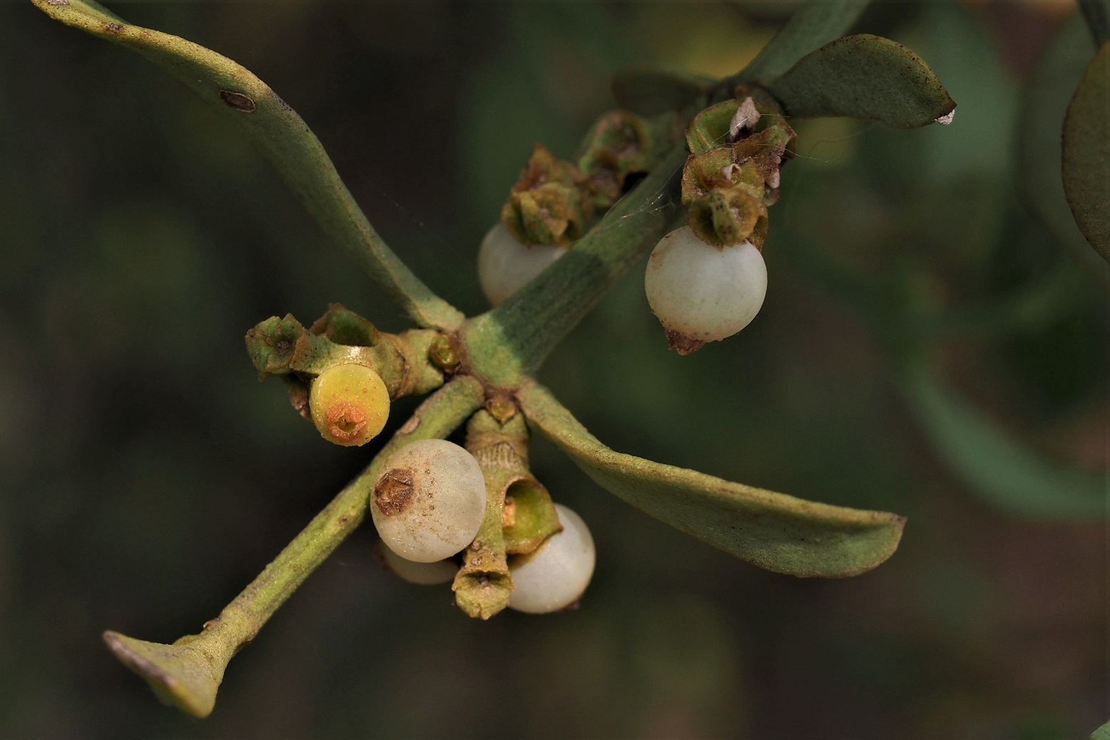 SANTALACEAE | Pybio Paraguay Biodiversidad