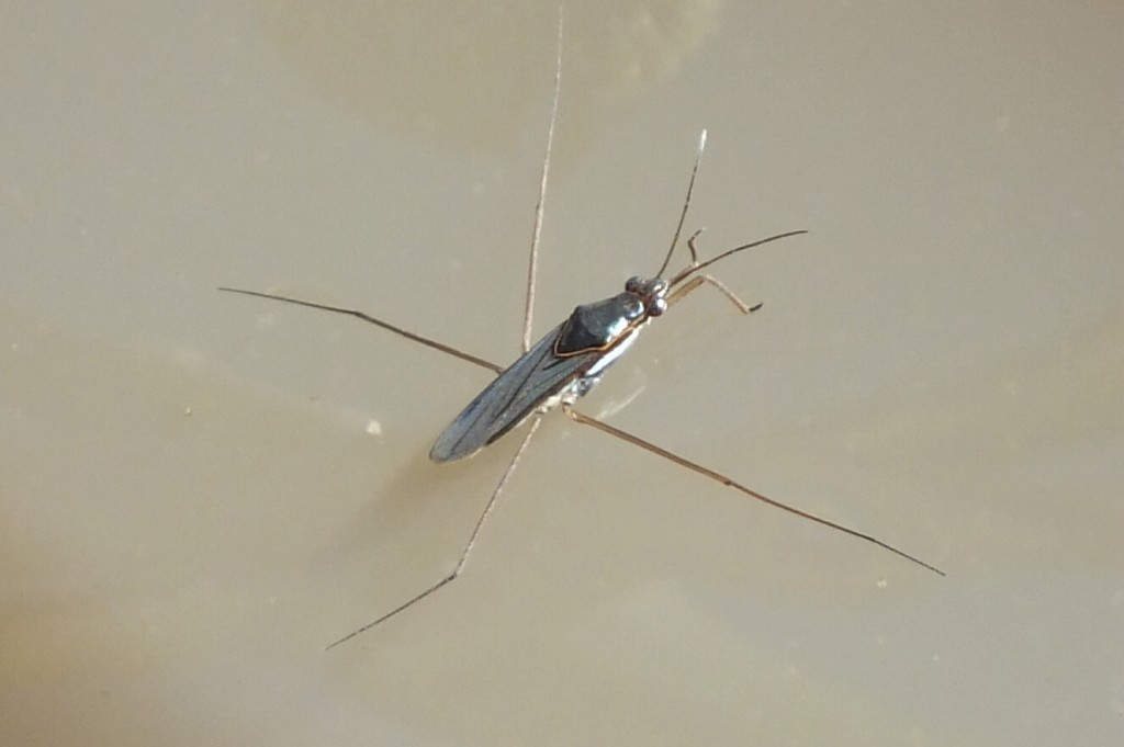 GERRIDAE | Pybio Paraguay Biodiversidad
