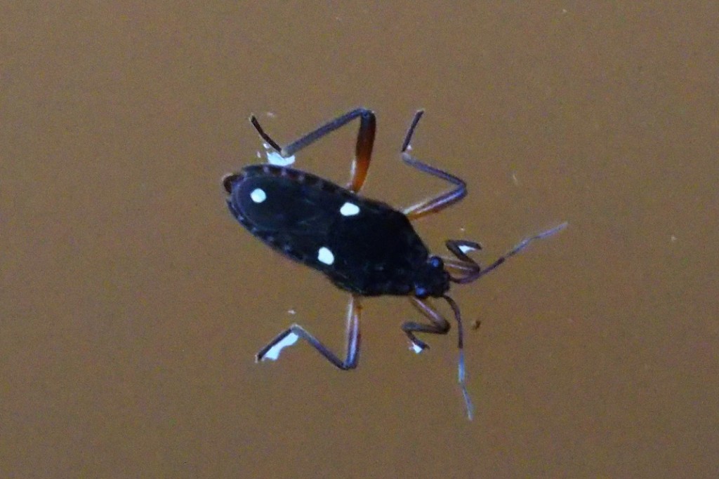 VELIIDAE | Pybio Paraguay Biodiversidad